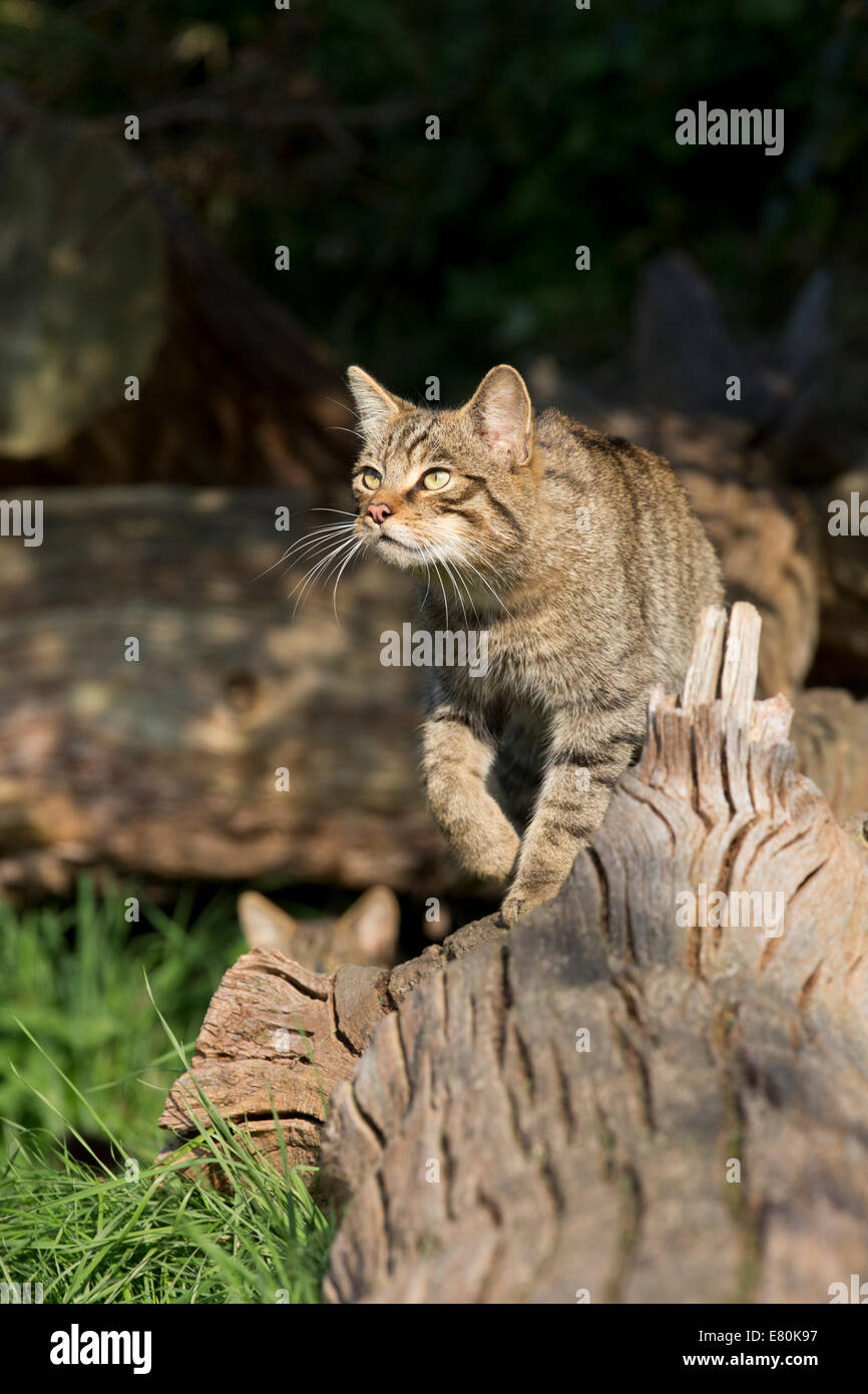 British wildcat hi-res stock photography and images - Alamy