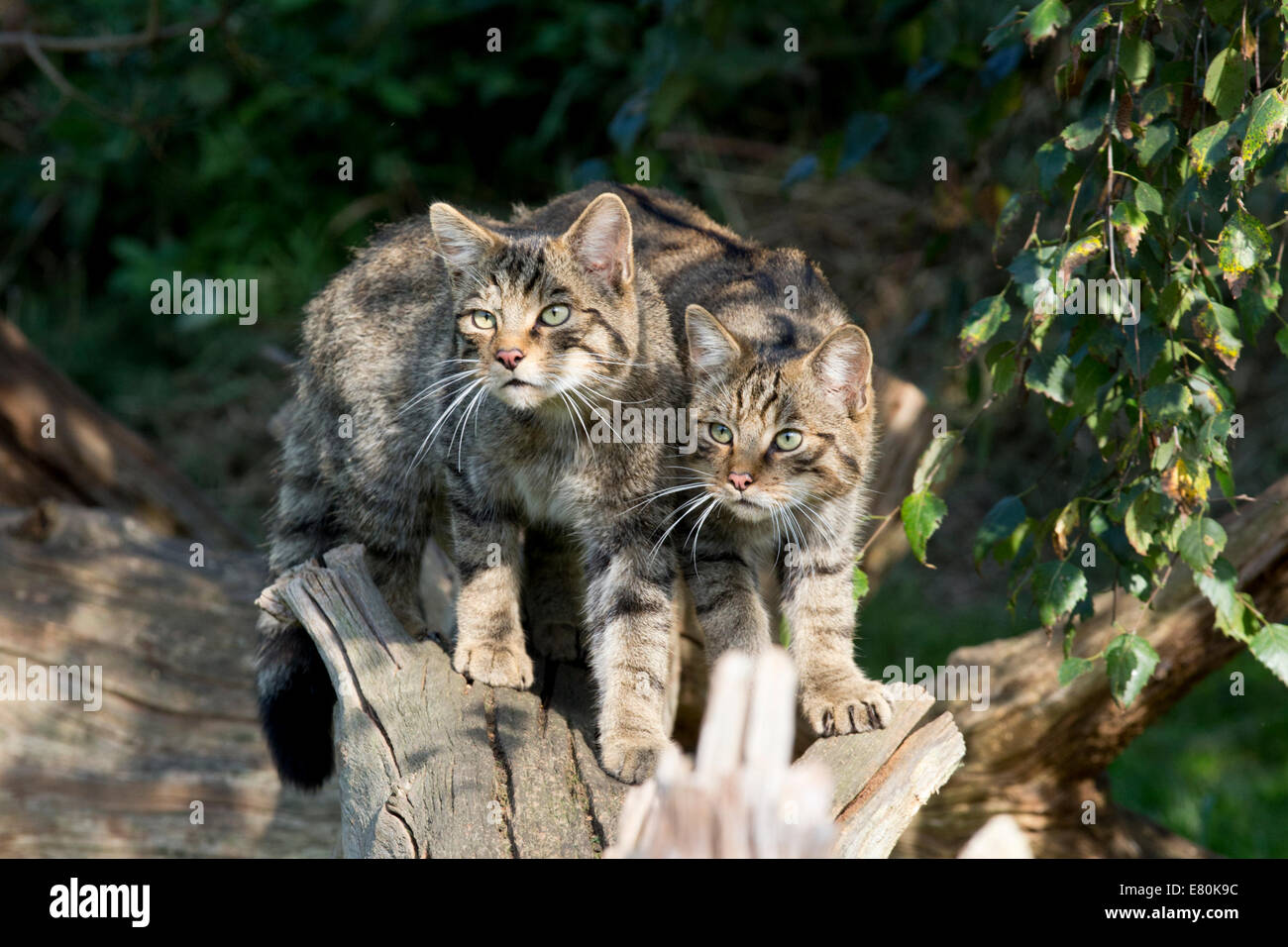 Scottish Wildcats on a log Stock Photo - Alamy
