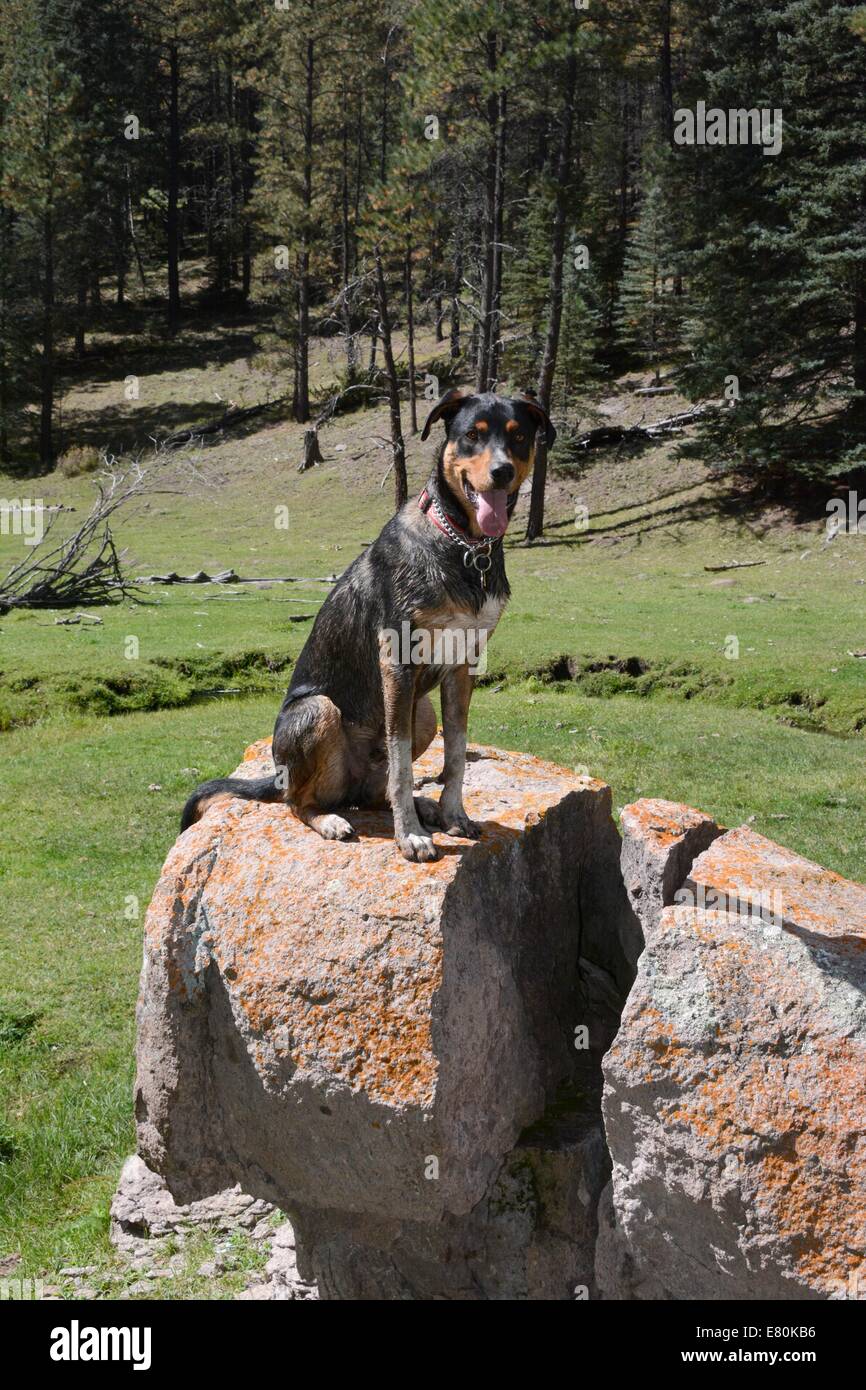 Dog on boulder Stock Photo - Alamy