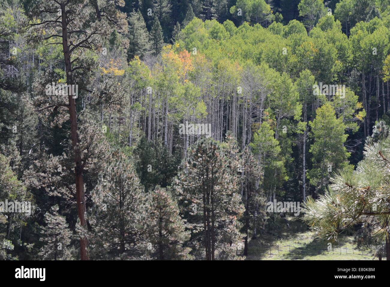 Fall in the Jemez Mountain of New Mexico - USA Stock Photo - Alamy