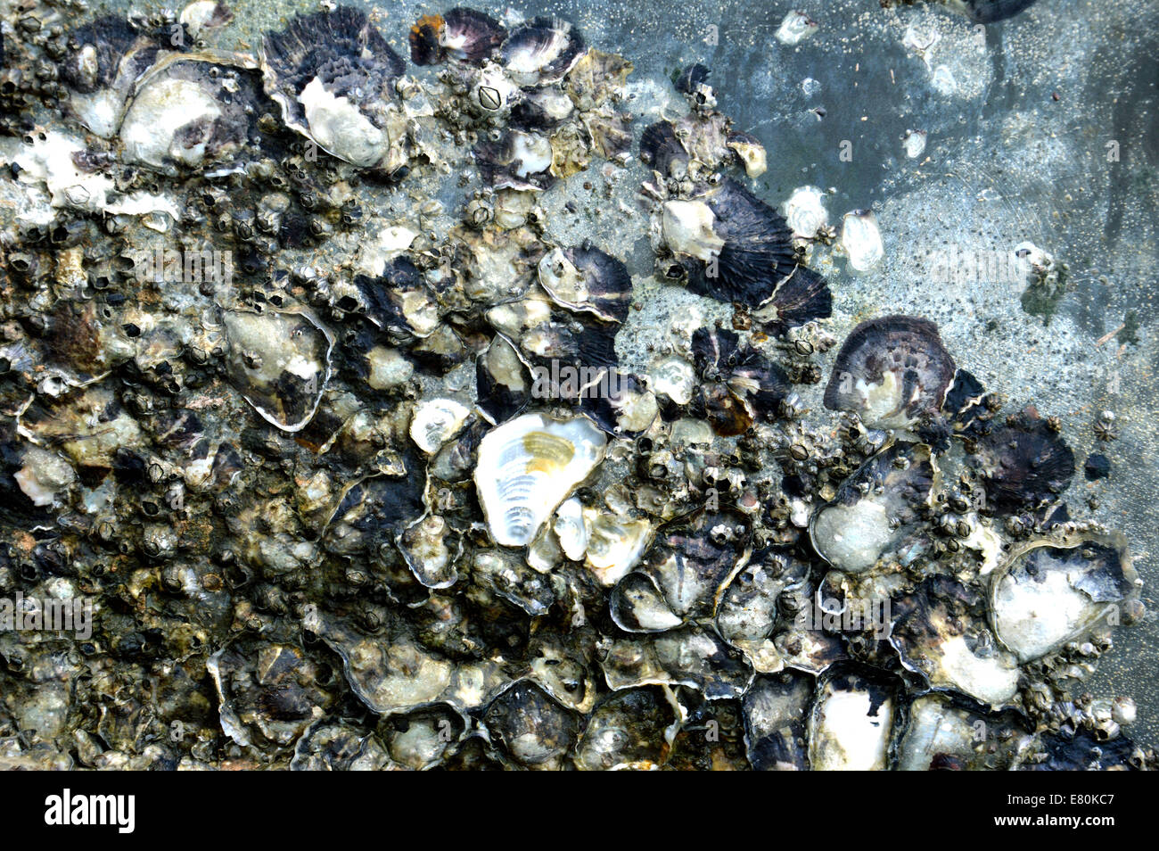 Oyster shell wall hi-res stock photography and images - Alamy
