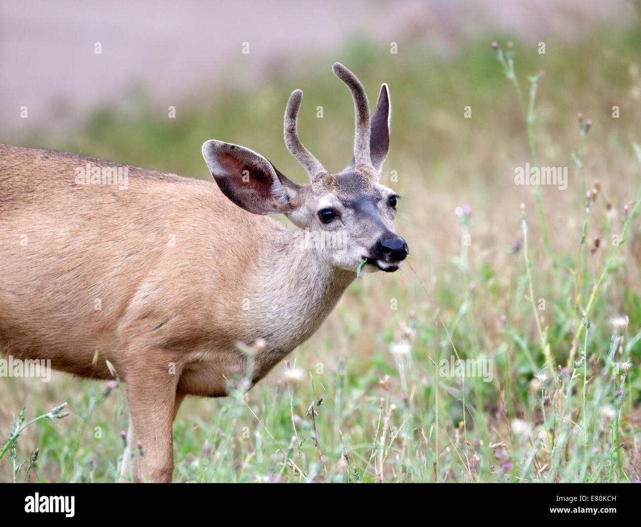 Buck grazing hi-res stock photography and images - Alamy