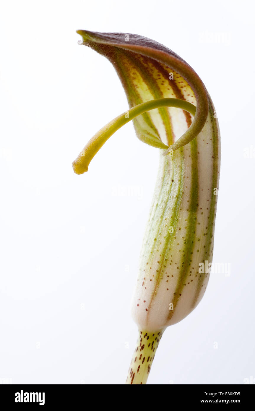Phallic plant hi-res stock photography and images - Alamy