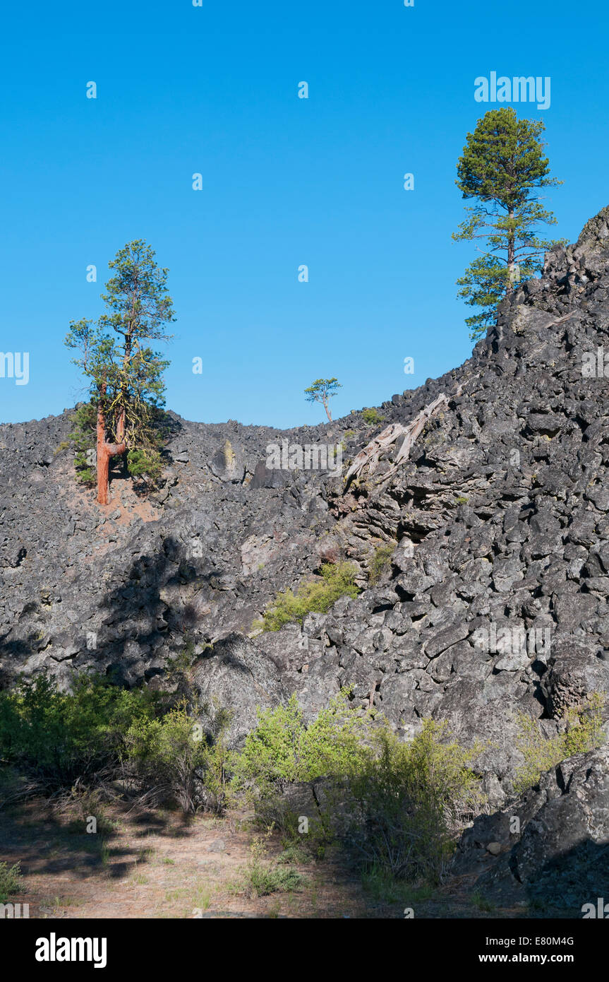 Oregon, Cascade Lakes Scenic Byway, Davis Lake Volcanic Field, tree ...