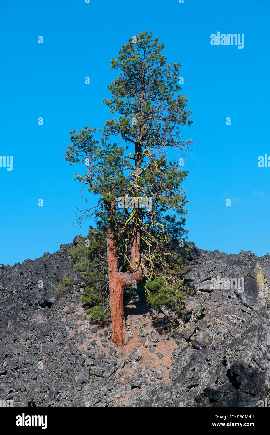 Oregon, Cascade Lakes Scenic Byway, Davis Lake Volcanic Field, tree ...