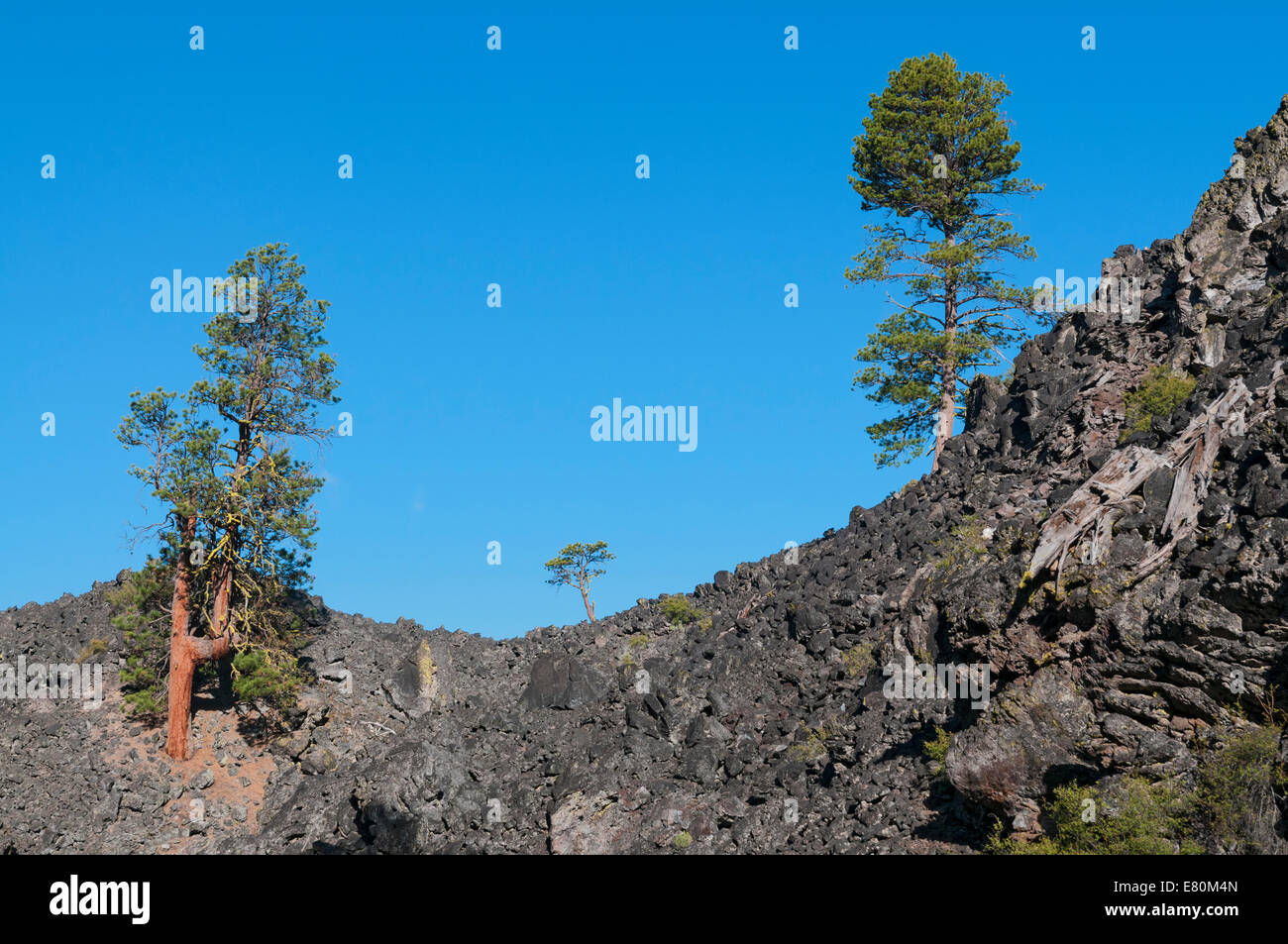 Oregon, Cascade Lakes Scenic Byway, Davis Lake Volcanic Field, tree ...