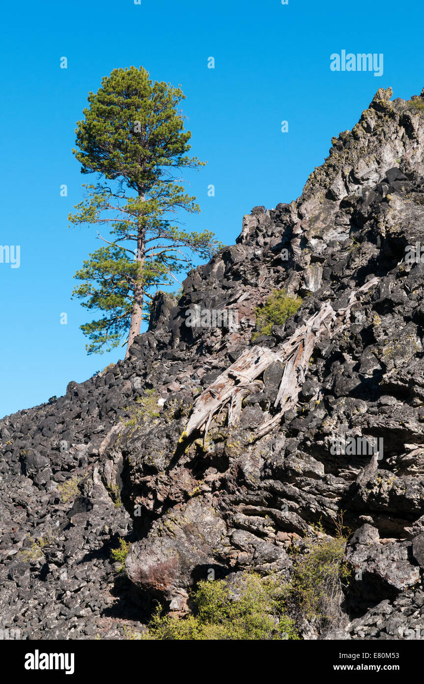 Oregon, Cascade Lakes Scenic Byway, Davis Lake Volcanic Field, tree ...