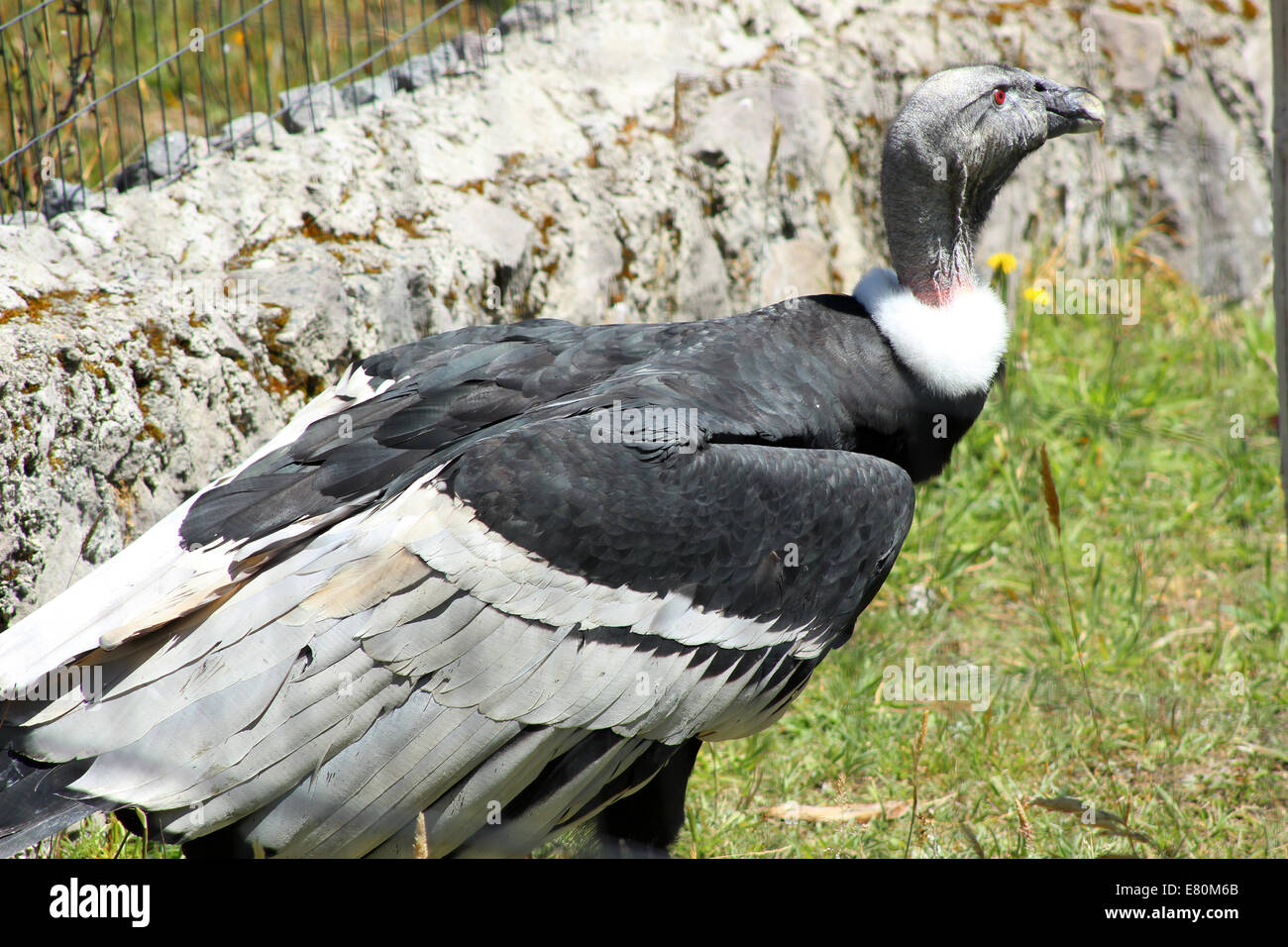 An Andean Condor standing in an outdoor bird sanctuary near Otavalo ...