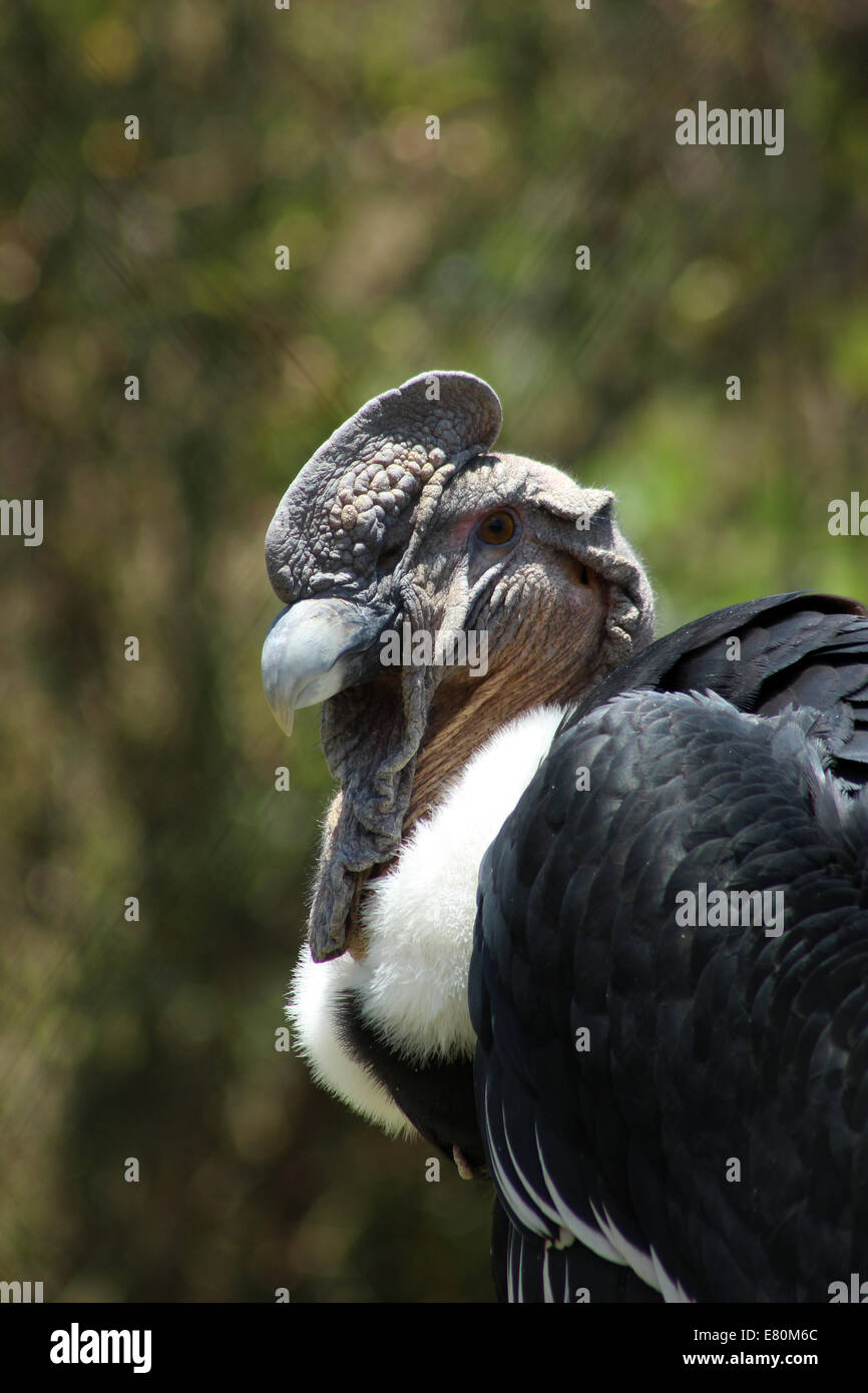 An Andean Condor standing in an outdoor bird sanctuary near Otavalo ...