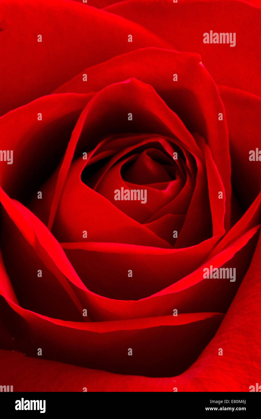 Red Rose Macro Stock Photo - Alamy