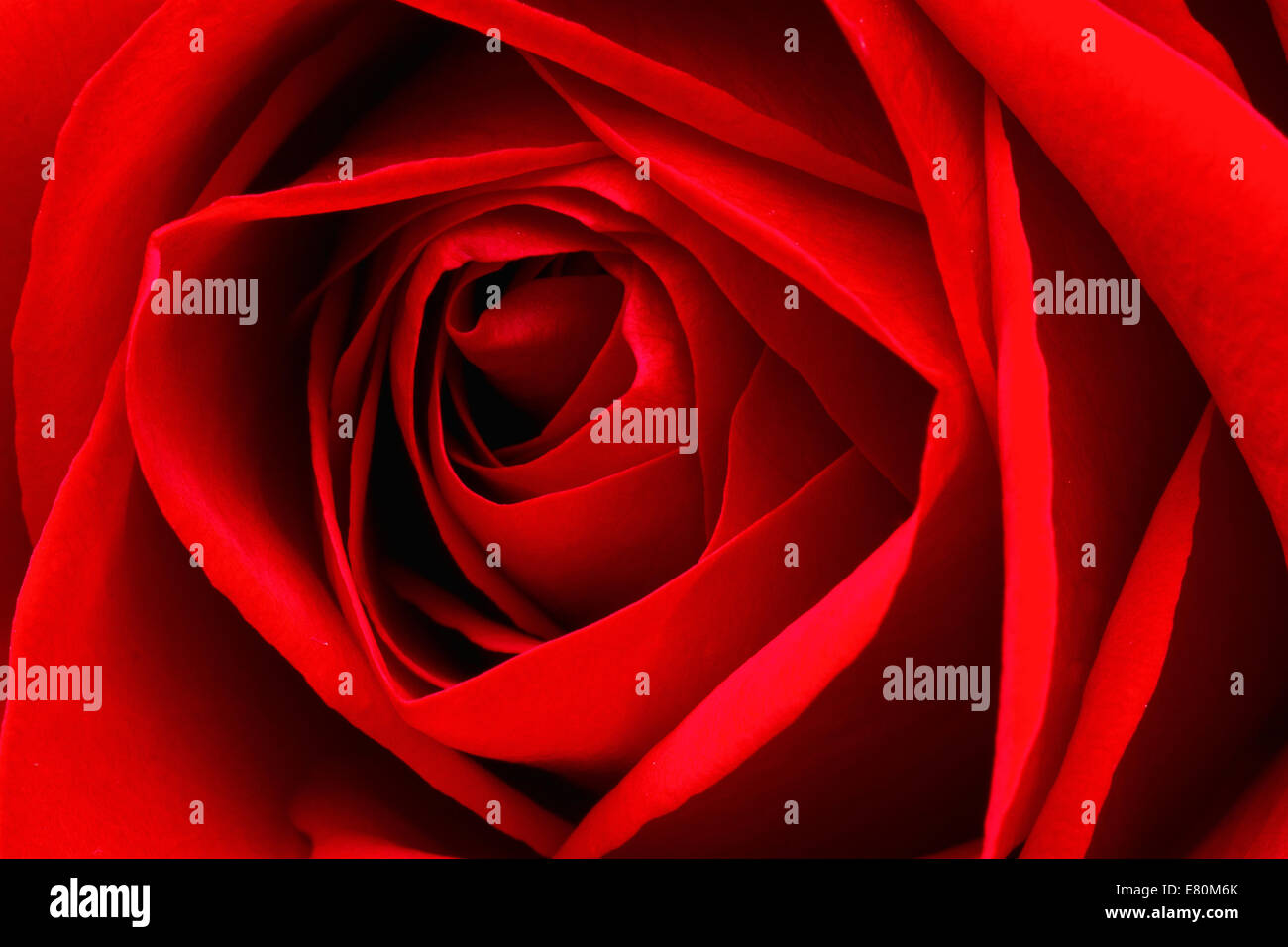 Macro Red Rose Stock Photo - Alamy