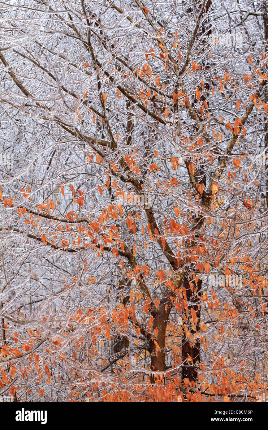 Ice Covered Branches of Beech Tree Stock Photo - Alamy