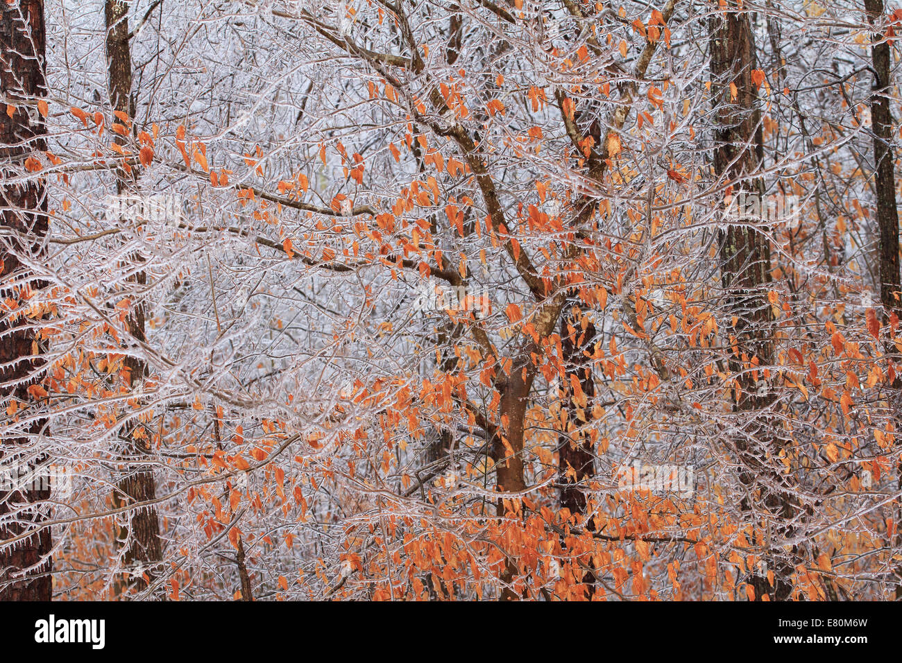 Beech Tree with Ice Covering Branches Stock Photo - Alamy