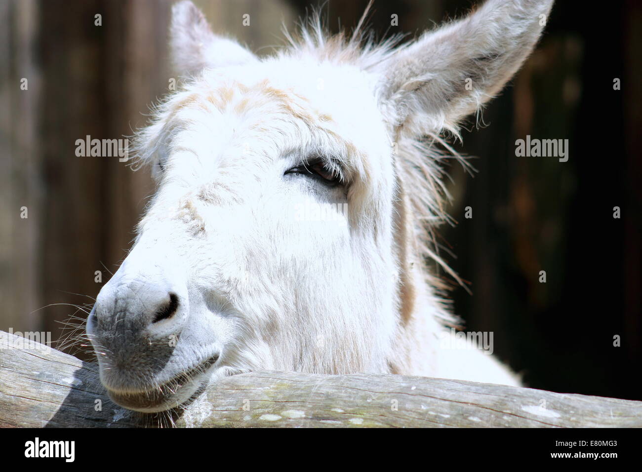 Close up of a Donkey Stock Photo - Alamy