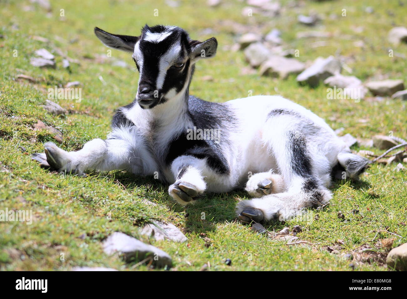 Kid goat hi-res stock photography and images - Alamy
