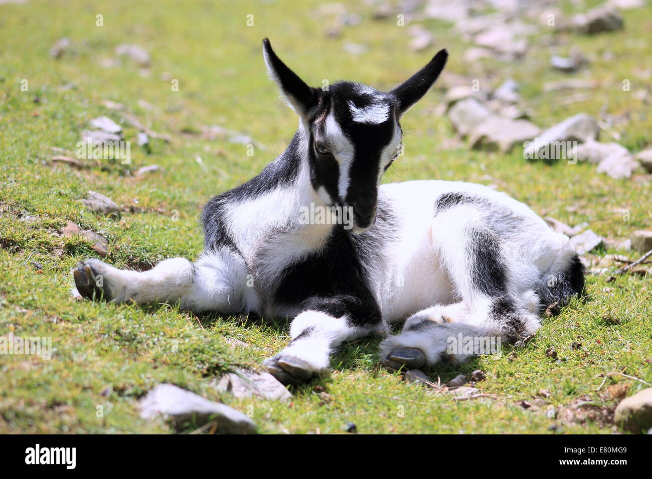 Kid goat hi-res stock photography and images - Alamy