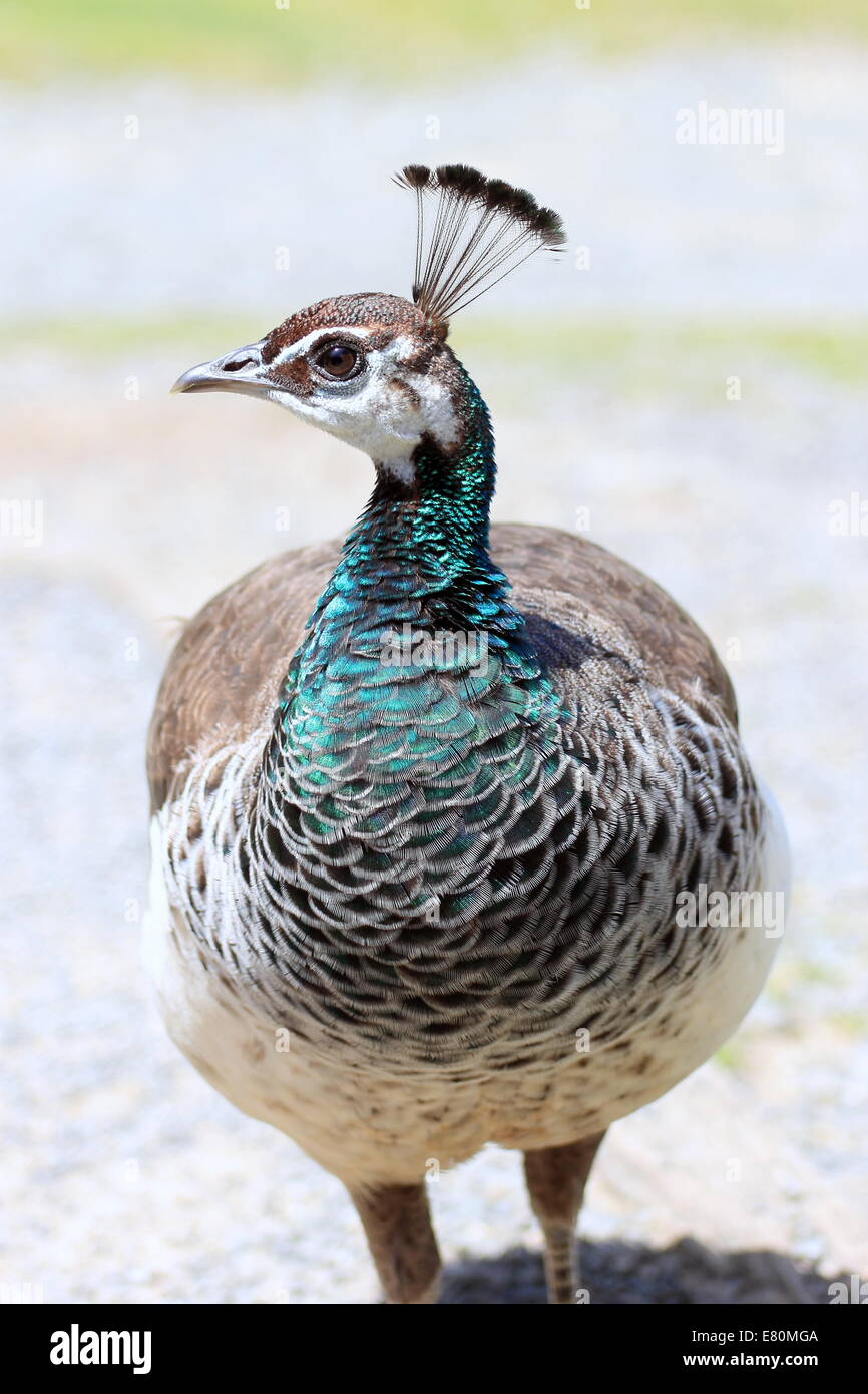 Peacock And Peahen High Resolution Stock Photography and Images - Alamy