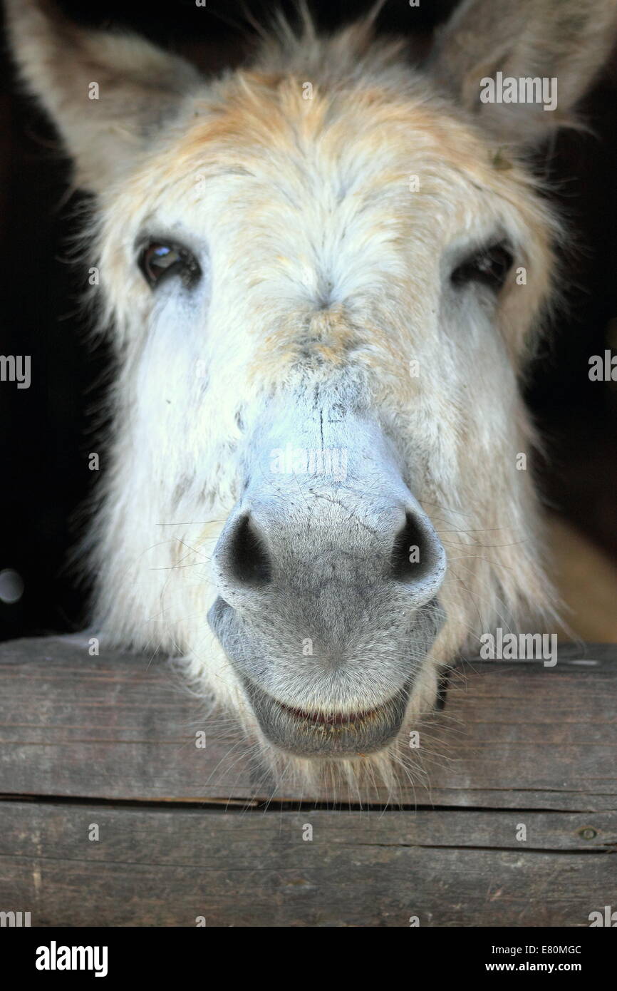 Close up of a Donkey Stock Photo - Alamy