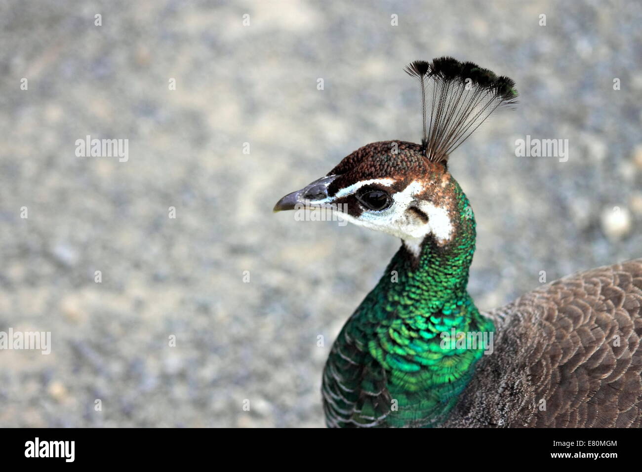 Peahen eye hi-res stock photography and images - Alamy