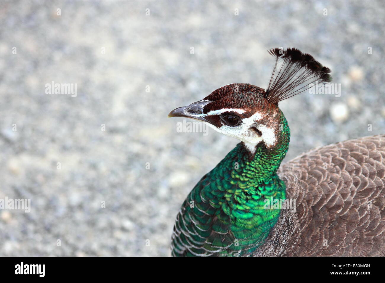 Peahen eye hi-res stock photography and images - Alamy