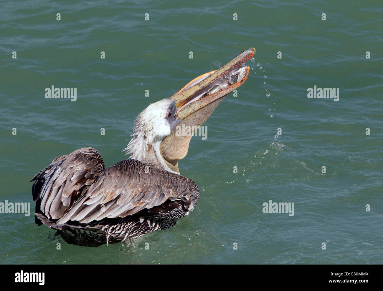 Pelican pouch fish hi-res stock photography and images - Alamy