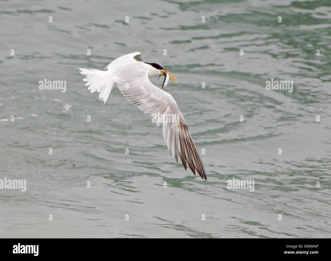 Carrying a fish hi-res stock photography and images - Alamy