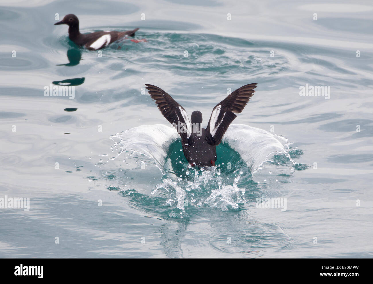 Pigeon in splash hi-res stock photography and images - Alamy
