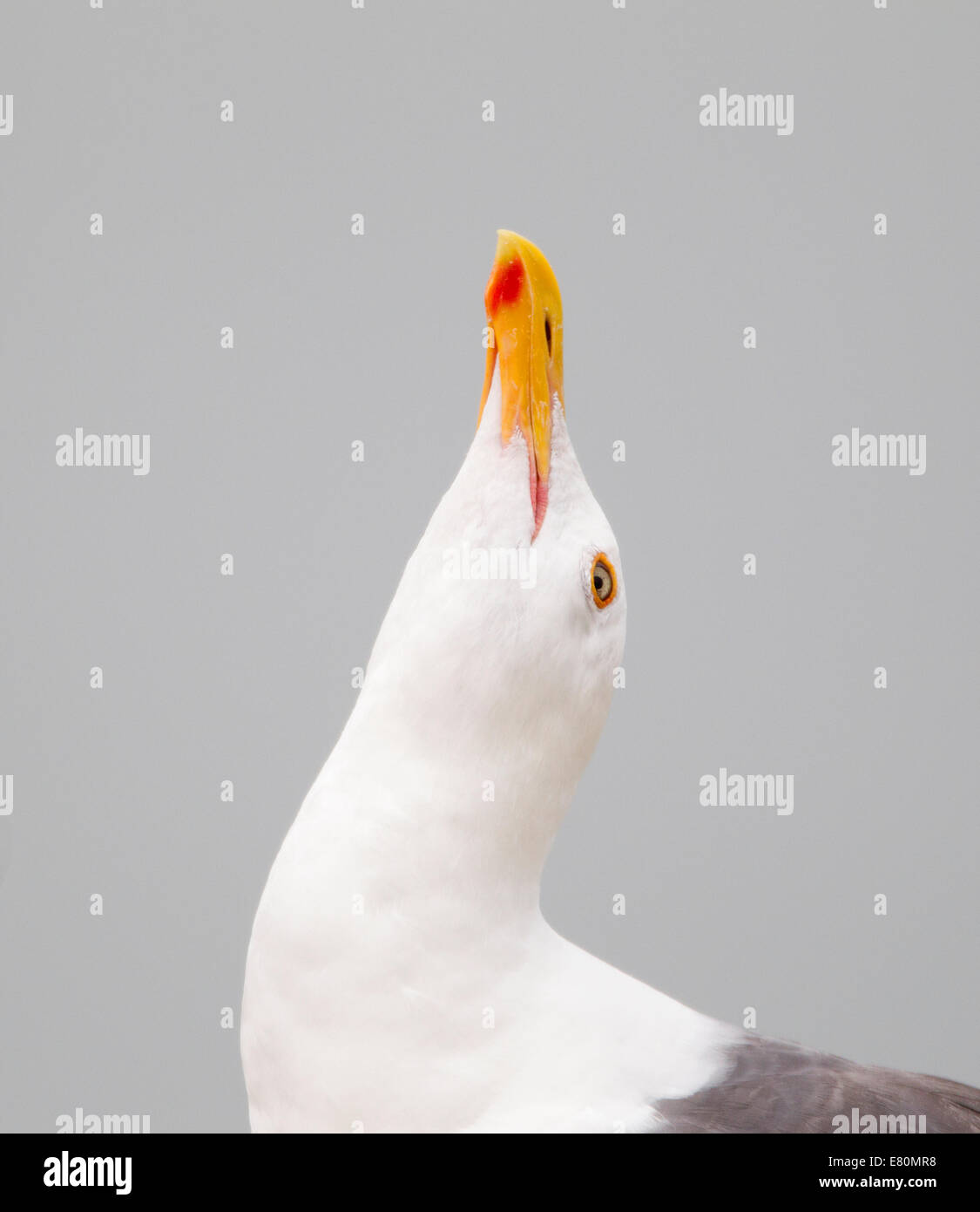 Gull stretching hi-res stock photography and images - Alamy