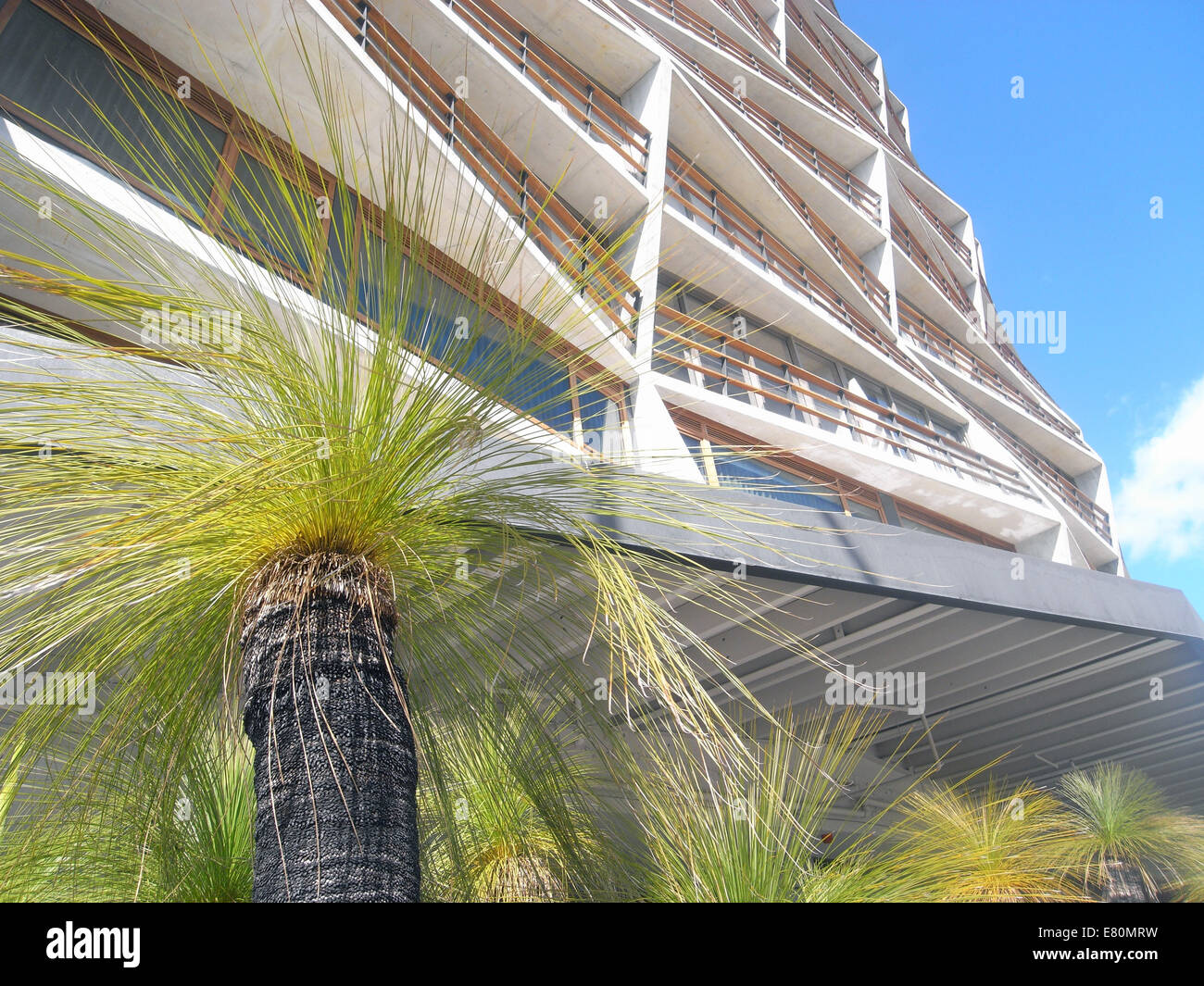 Grass trees out the front of the new environmentally sustainable Nishi ...