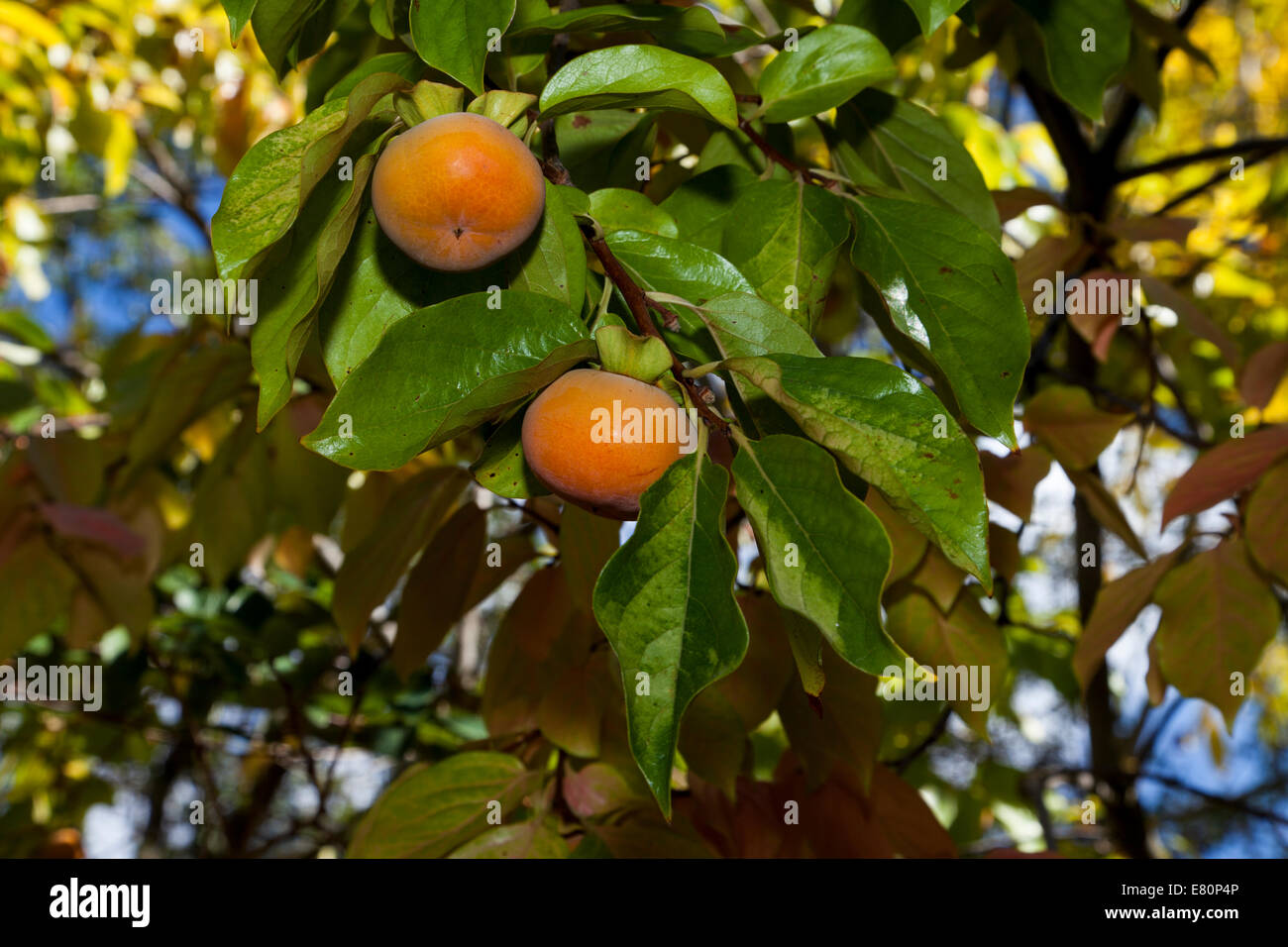 Asian persimmons hi-res stock photography and images - Alamy
