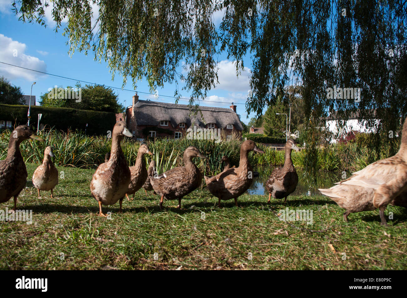 Ducks getting friendly Stock Photo - Alamy