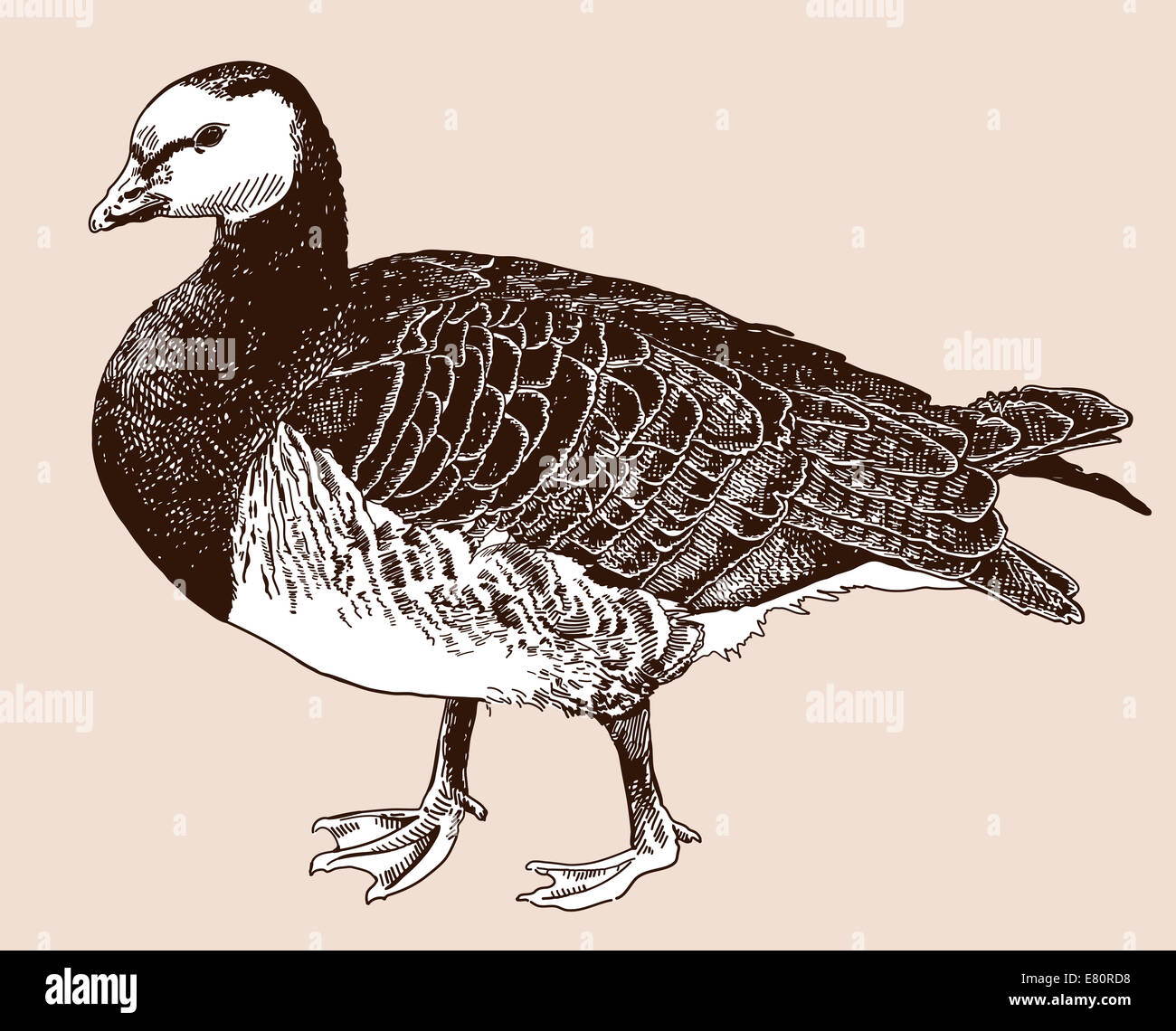 digital drawing of Barnacle goose (Branta leucopsis Stock Photo - Alamy
