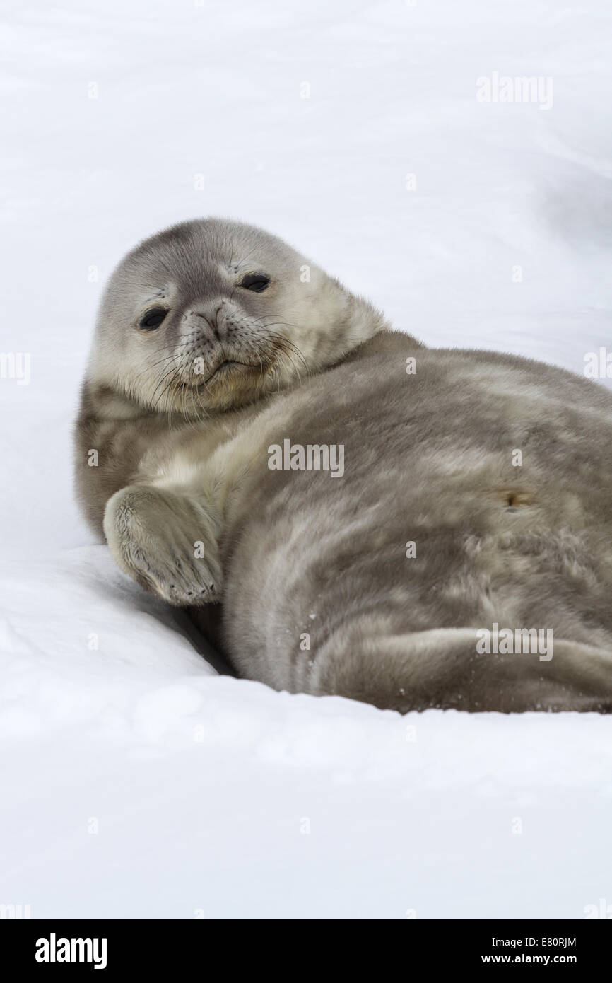 Weddell seal pup lying in the snow on his back and looking forward ...