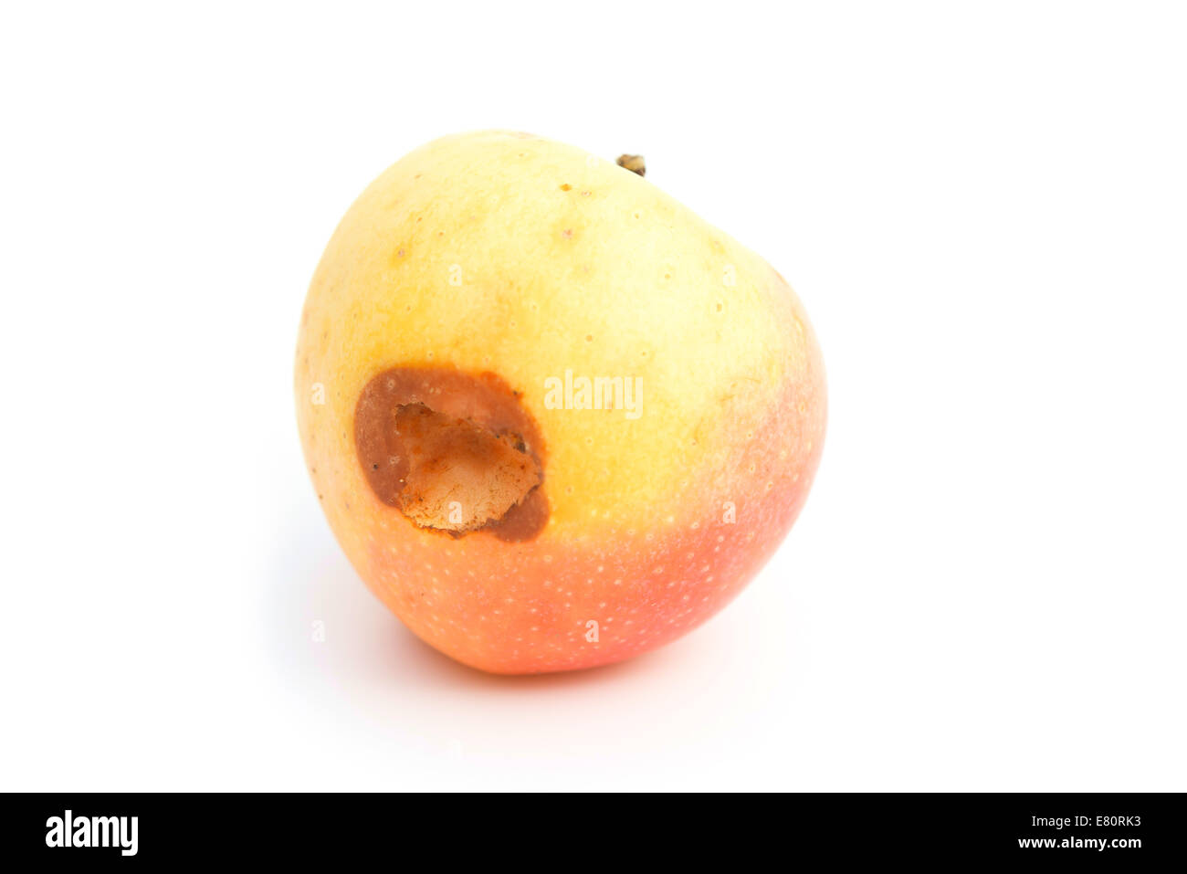 Fungus on insect Cut Out Stock Images & Pictures - Alamy