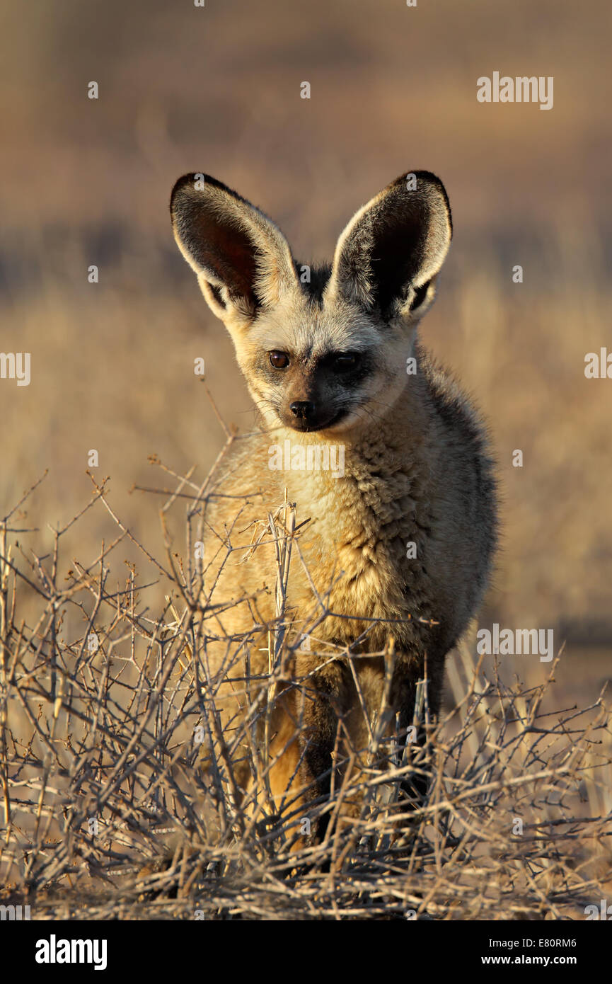 Ball Eared Fox