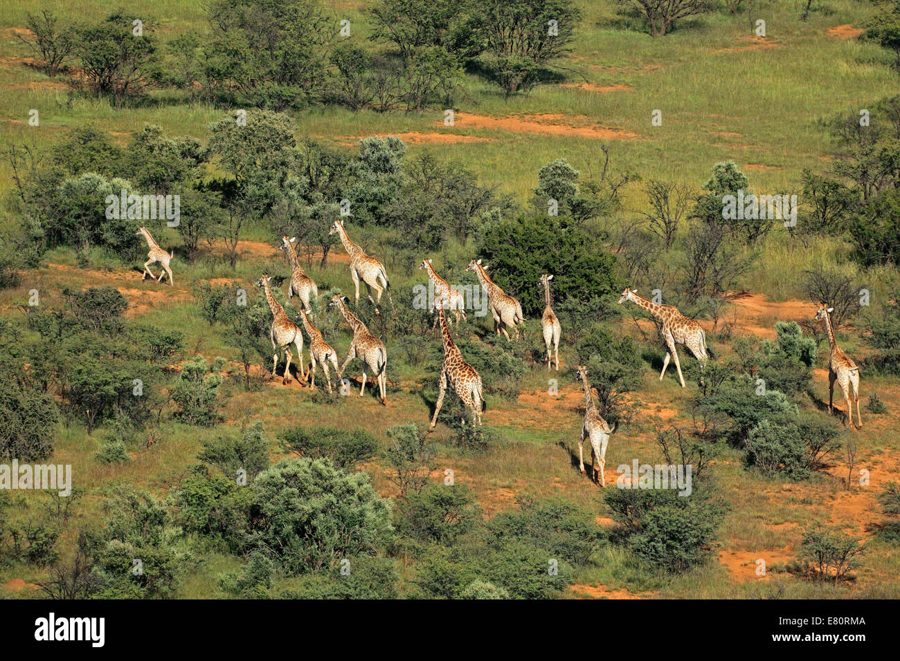 Aerial view of a herd of giraffes (Giraffa camelopardalis) in natural ...