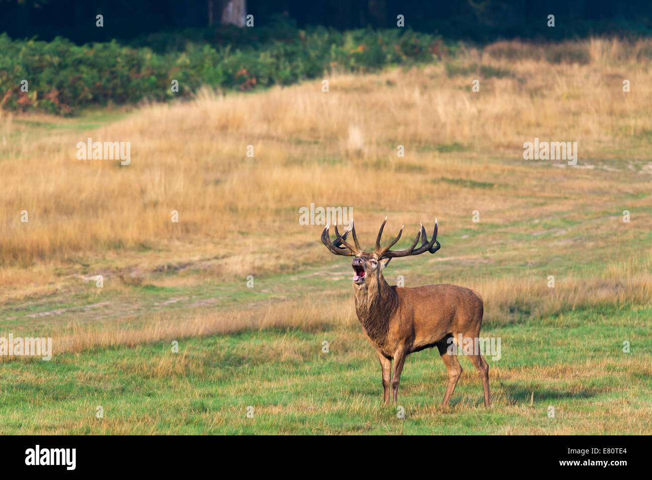 Neck stretched out hi-res stock photography and images - Alamy