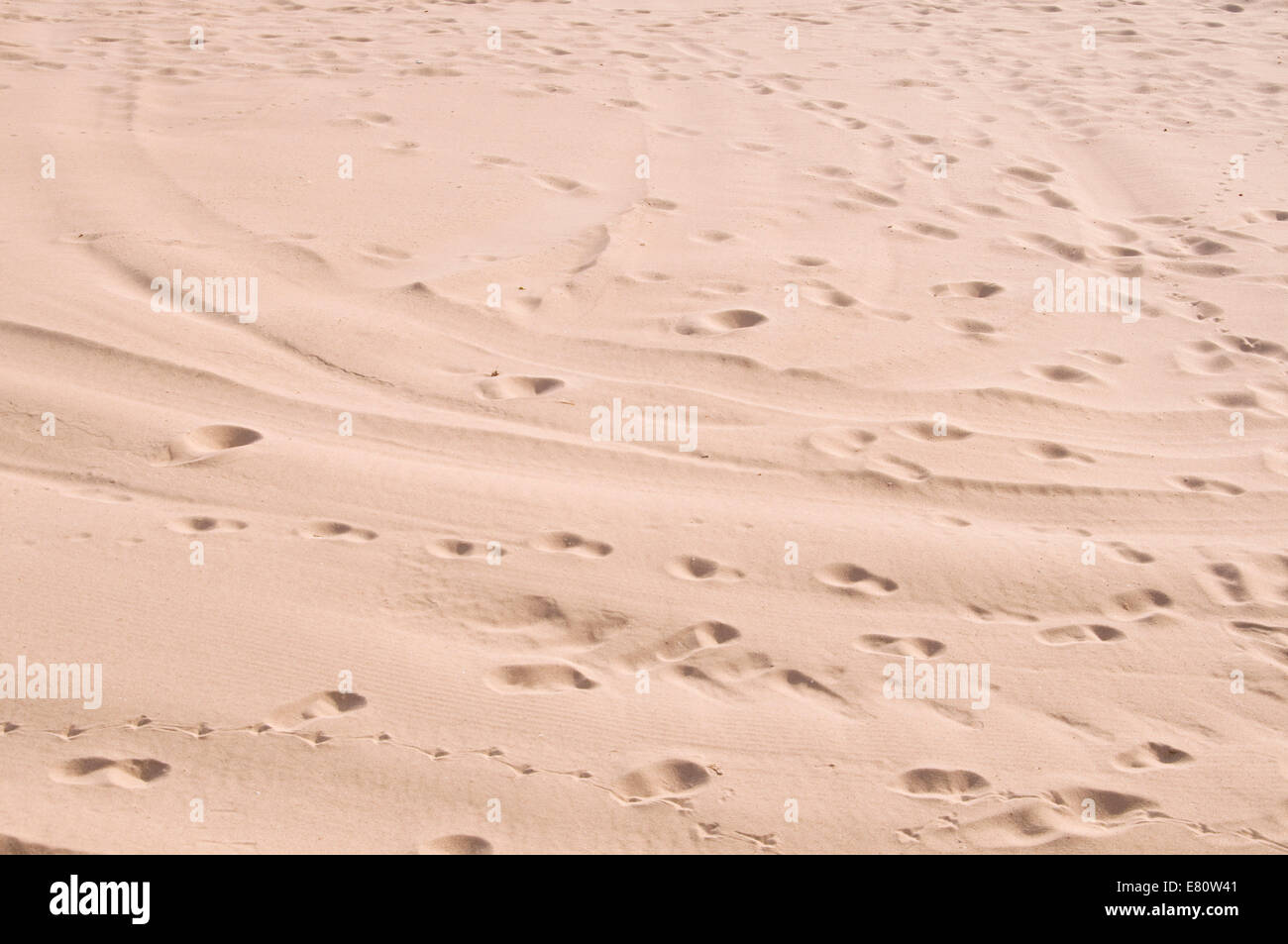 Seagull tracks sand hi-res stock photography and images - Alamy