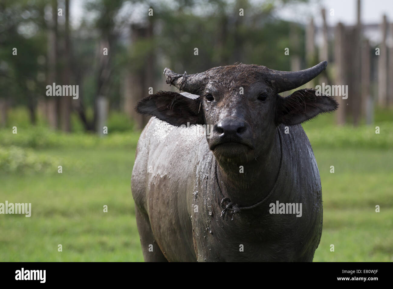 Buffalo nose hi-res stock photography and images - Alamy