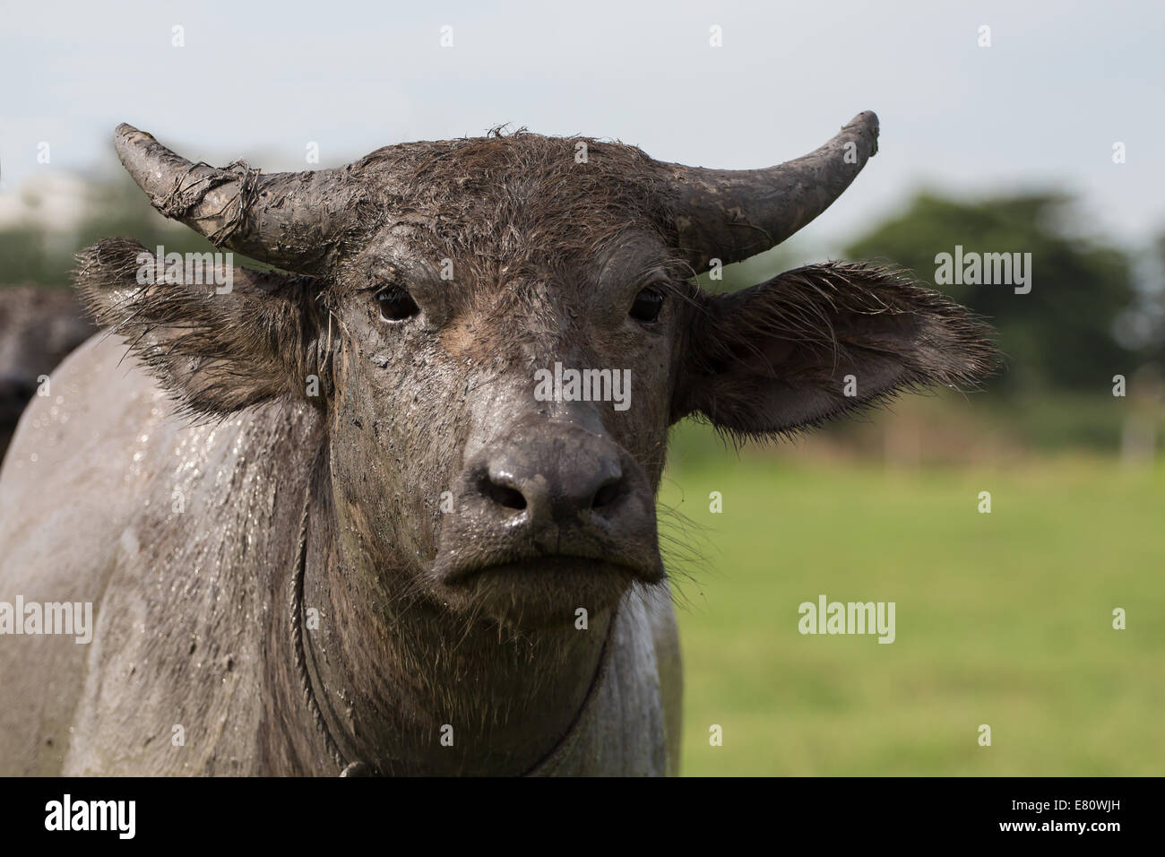 Buffalo nose hi-res stock photography and images - Alamy
