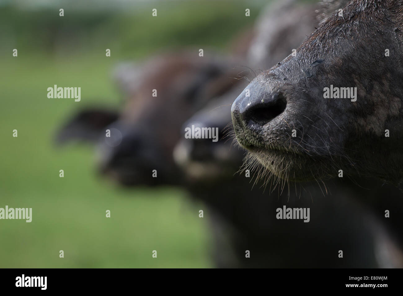 Buffalo nose hi-res stock photography and images - Alamy