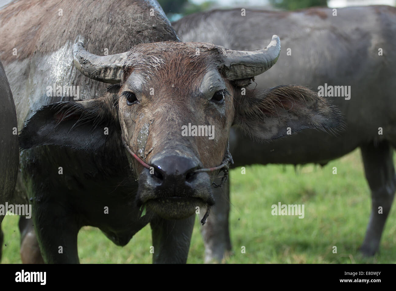 Buffalos nose hi-res stock photography and images - Alamy
