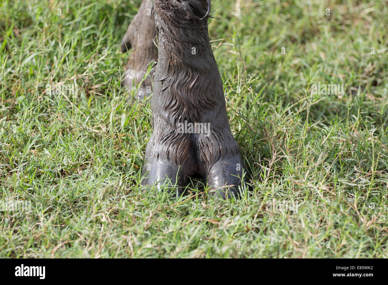Buffalo foot hi-res stock photography and images - Alamy