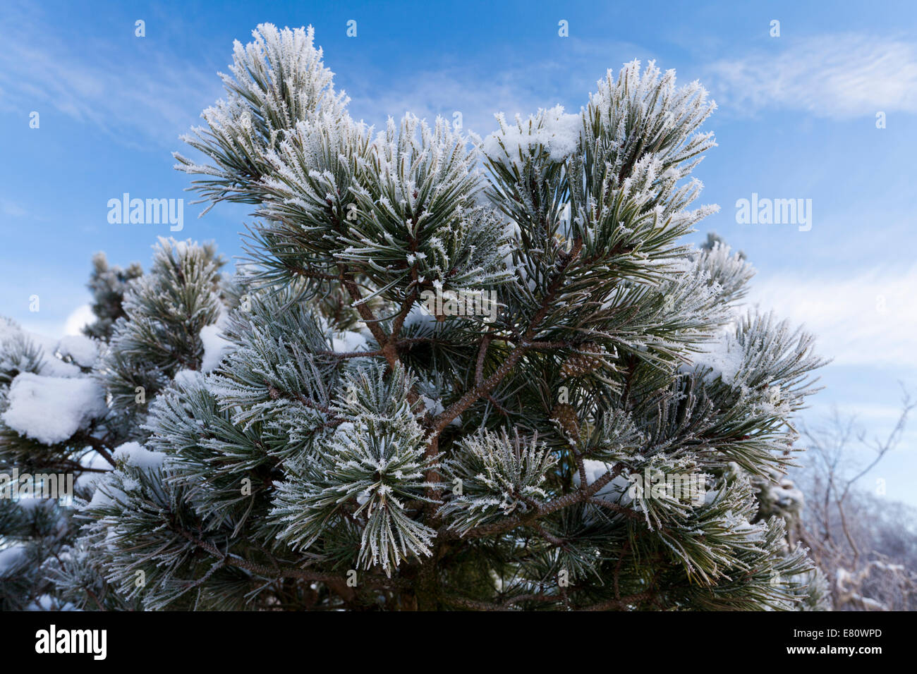 Tree frost hi-res stock photography and images - Alamy