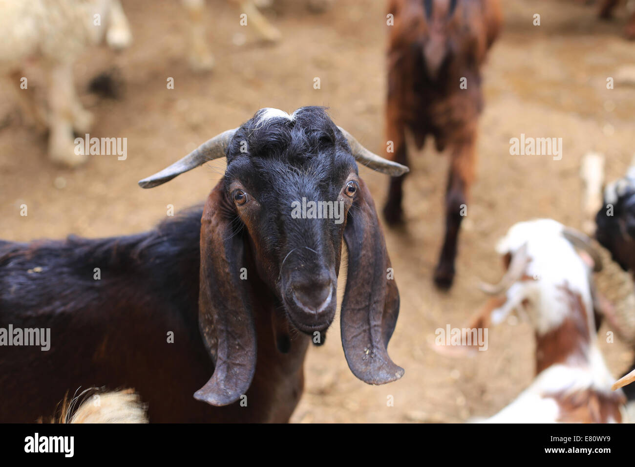 Gaza City, Gaza Strip, Palestinian Territory. 28th Sep, 2014. Sheep are ...