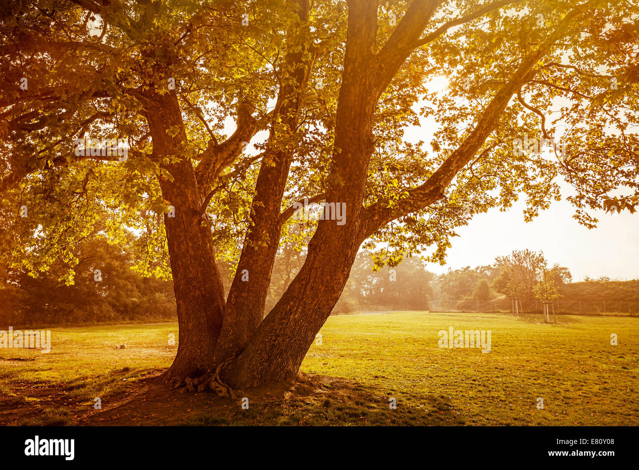 back lit image of an autumn tree Stock Photo - Alamy