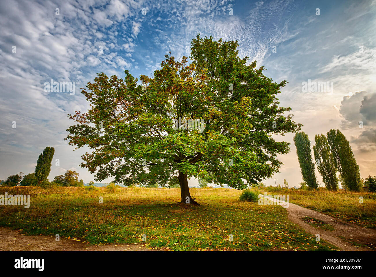 Marple branch hi-res stock photography and images - Alamy