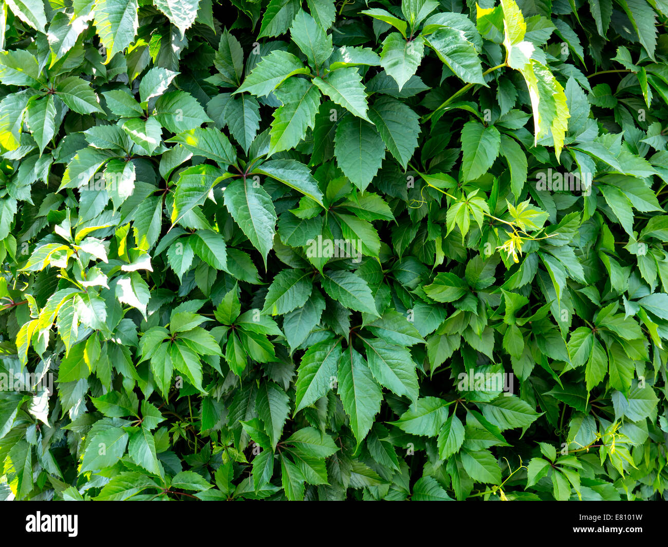 City of greenleaf hi-res stock photography and images - Alamy