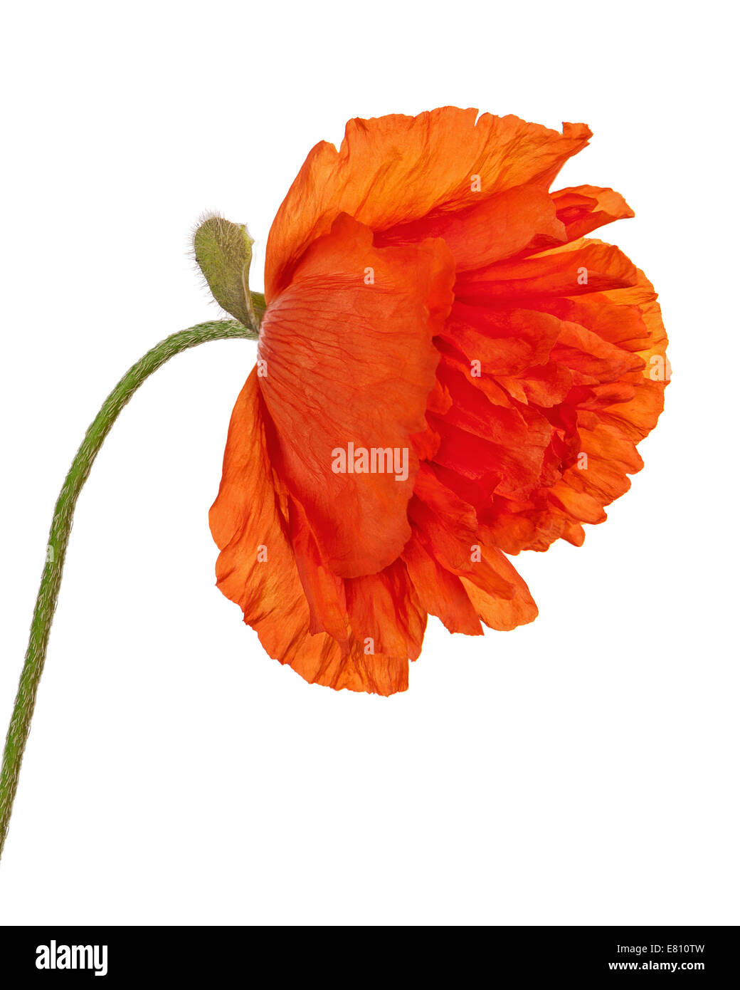 Single poppy flower isolated on white background. Closeup Stock Photo ...