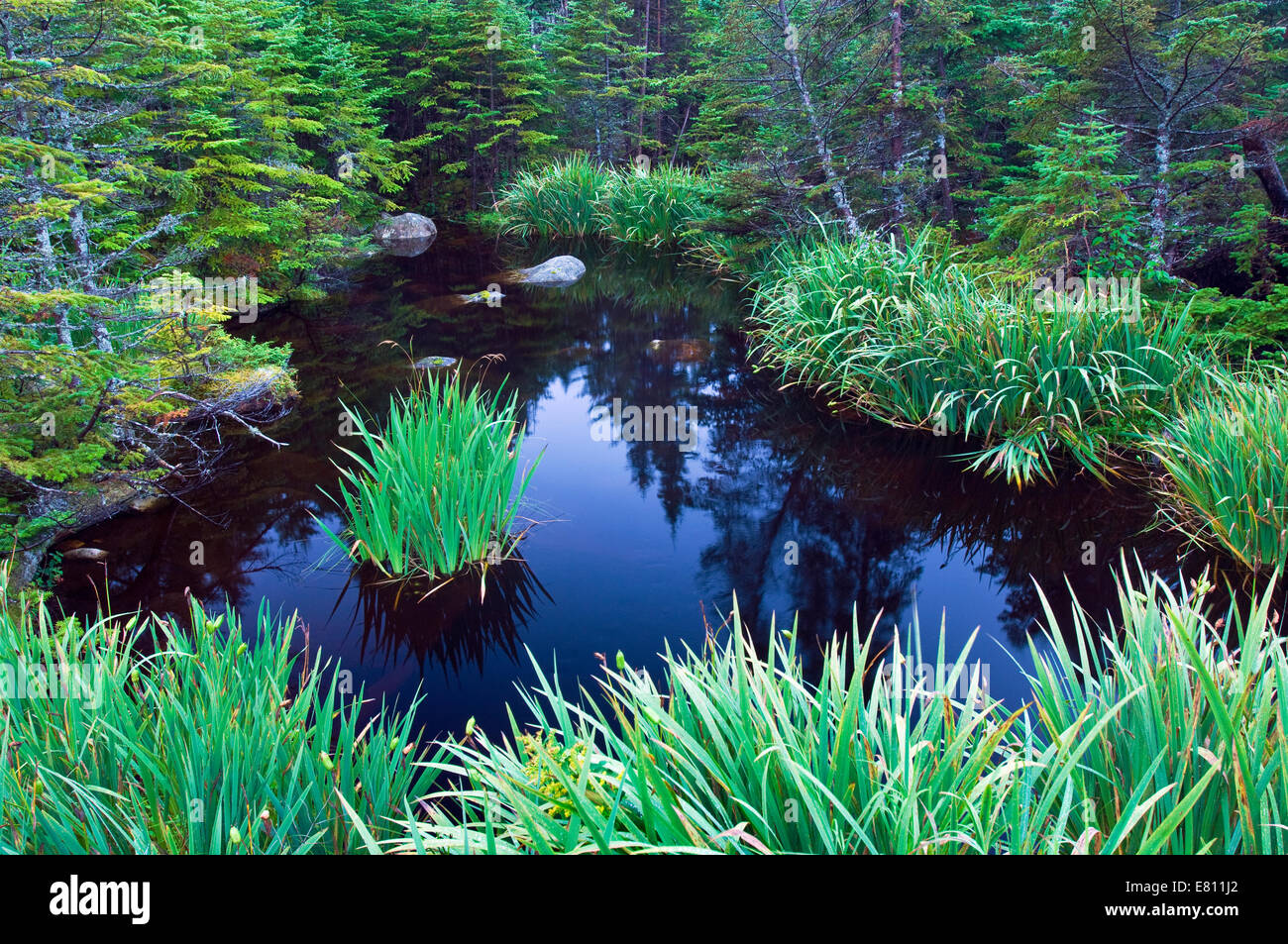 Berry head hi-res stock photography and images - Alamy